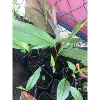 Anak Pokok TEMU KUNCI | Shopee Malaysia