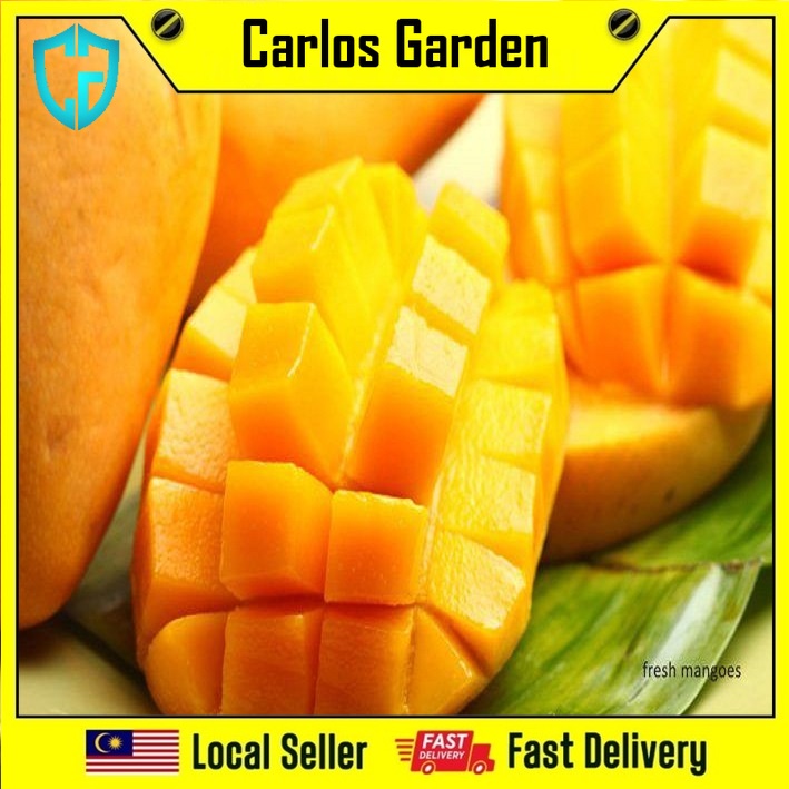 Anak Pokok Mangga Mempelam Pauh Pelam Harumanis Import Dari Thailand ...