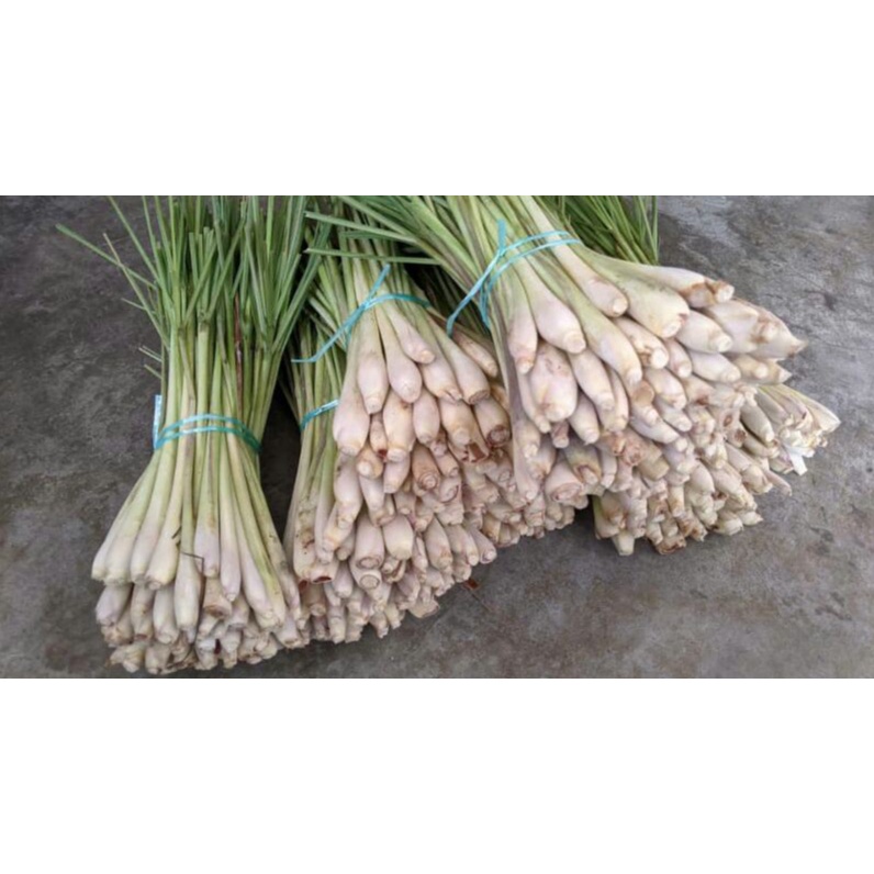 Serai kampung serai makan serai peha ayam serai segar (10 batang ...