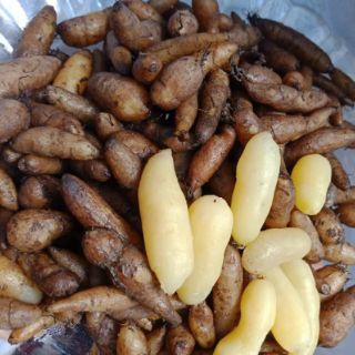 UBI KEMILI (KENTANG JEMBUT) 1 KG | Shopee Malaysia