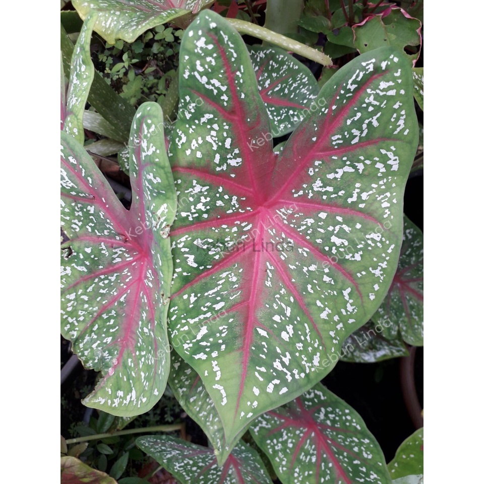 KEBUNLINDA Aneka Caladium Plants-Pokok Keladi /Indoor Plant/Real Live ...