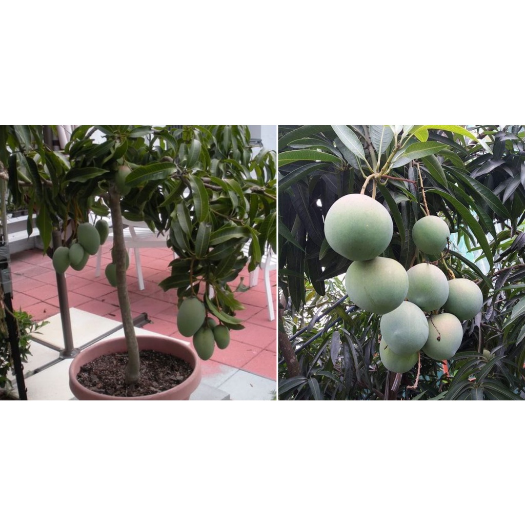 [MA GARDEN SHOP] Mangga epal /Anak pokok mangga epal / mangga epal ...