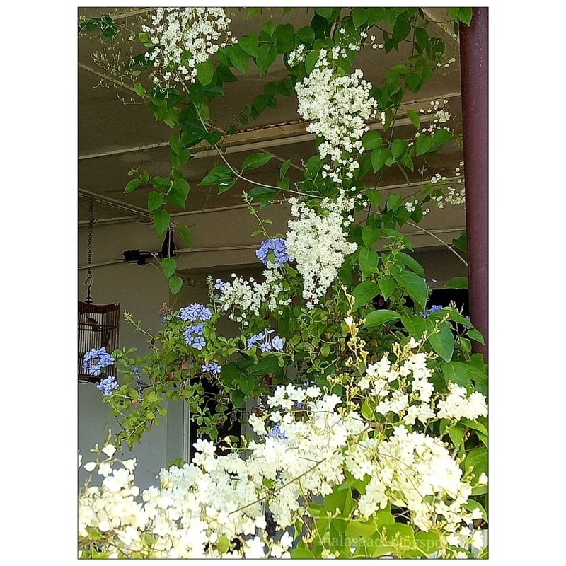 Anak Pokok Bunga Porana Volubilis / Pokok Bunga Putih Menjalar | Shopee ...