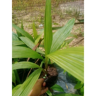 pokok lemba/nyiur puyuh/pokok kleser | Shopee Malaysia