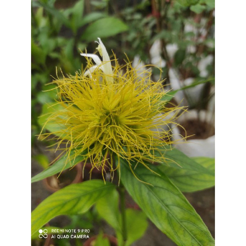 pokok Bunga pagar berbulu | Shopee Malaysia