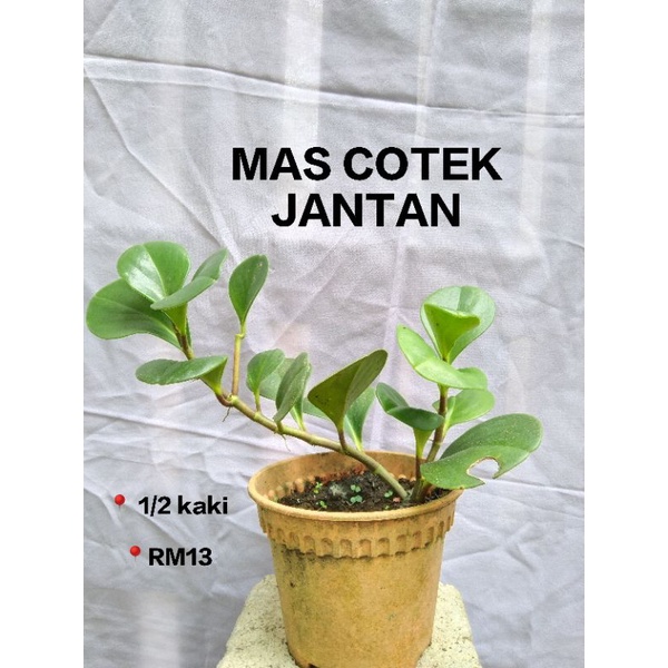 Mas Cotek Jantan @ Ficus Deltoidea | Shopee Malaysia