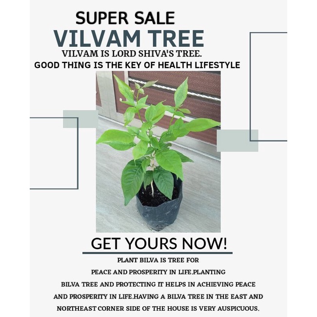 VILVAM TREE/BILVA TREE/VILVAM PLANT | Shopee Malaysia