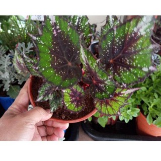 Pokok Daun Begonia Merah Red Begonia Leaf Live Plant Potted Plant Pokok ...