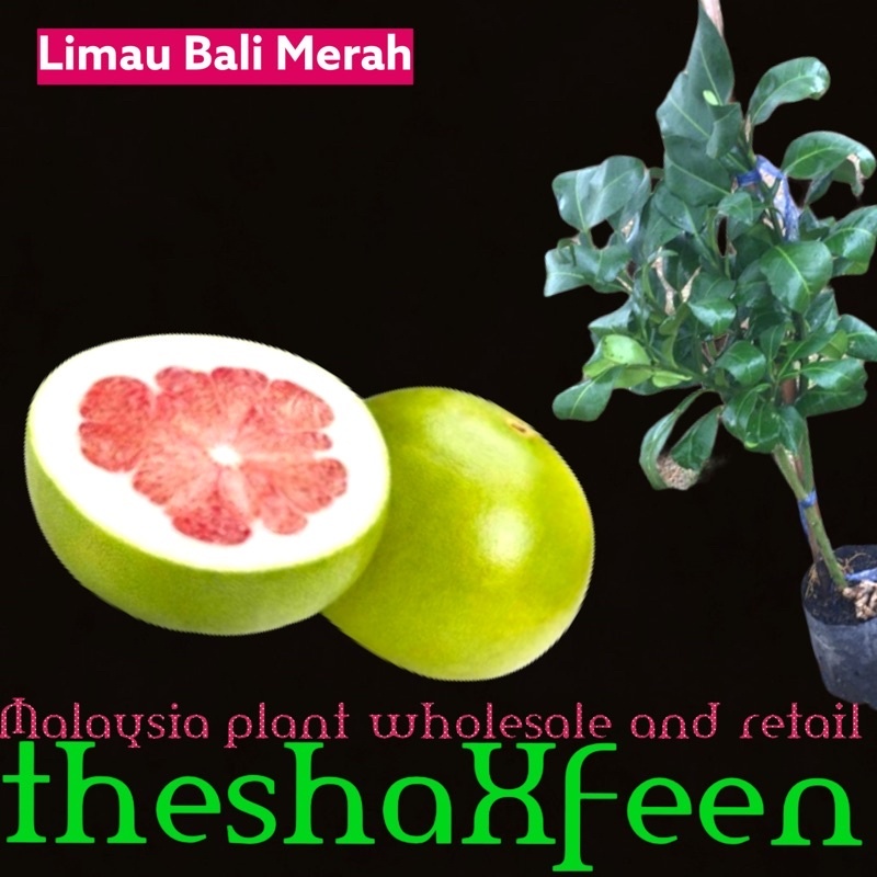 Pokok limau bali merah theshaxfeen | Shopee Malaysia