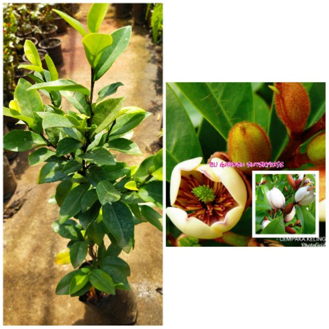 Pokok Bunga Cempaka Keling / Cempaka Pisang Yang Wangi | Shopee Malaysia