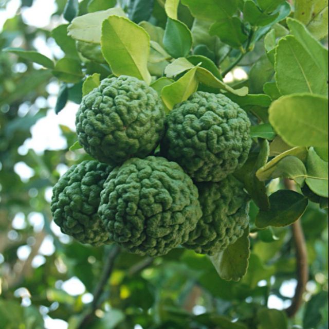 Buah limau perut | lime fruit | Shopee Malaysia