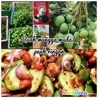1 KG BUAH MANGGA MUDA /BUAH PAUH RINGAN RANGGUP KRUK KRAK (1 KILO ...