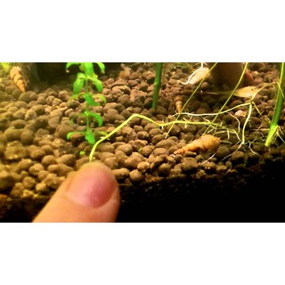 Fluval Stratum 8kg Aqua Soil - | Shopee Malaysia