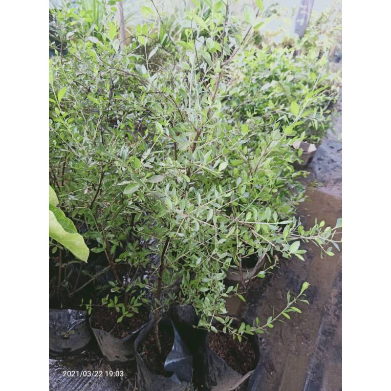 pokok inai merah jenis daun besar lebih merah | Shopee Malaysia