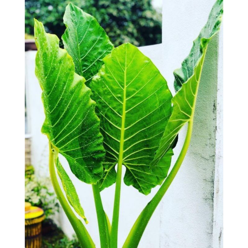 ANAK POKOK KELADI TELINGA GAJAH DALAM POT PLASTIK | Shopee Malaysia