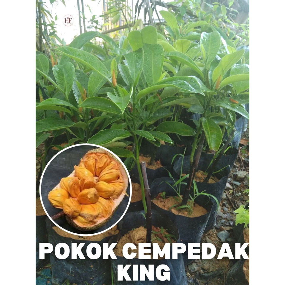 Pokok Cempedak King Hybrid Cepat Berbuah Manis tanaman anak pokok kebun ...