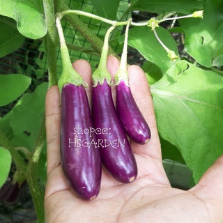 50 biji benih Terung Mutiara Jambak • Renek • Eggplant Seeds • Cluster ...