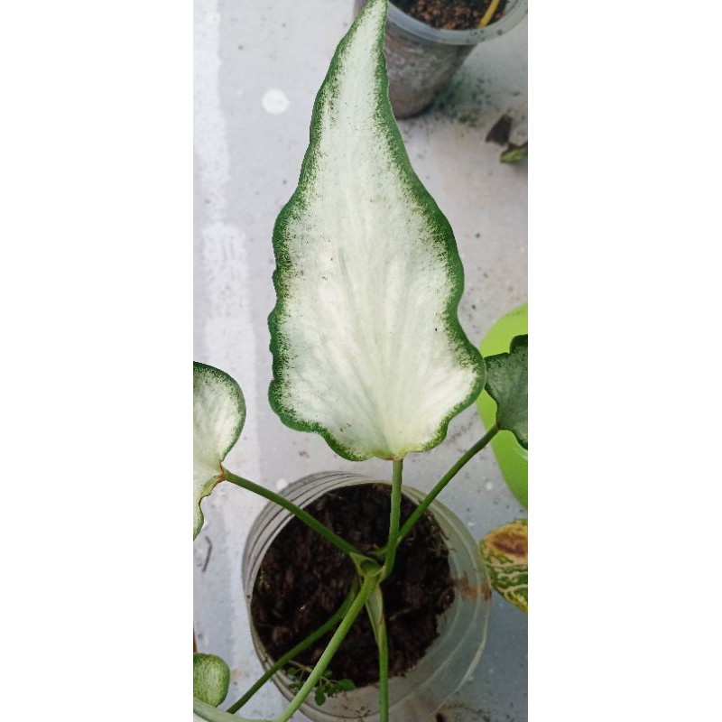 Bunga Keladi/Caladium | Shopee Malaysia