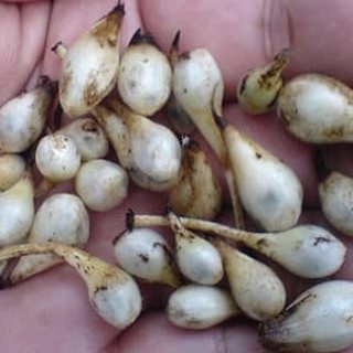 POKOK BUAH LEMBA( LEMBAR)/(Curculigo latifolia) | Shopee Malaysia