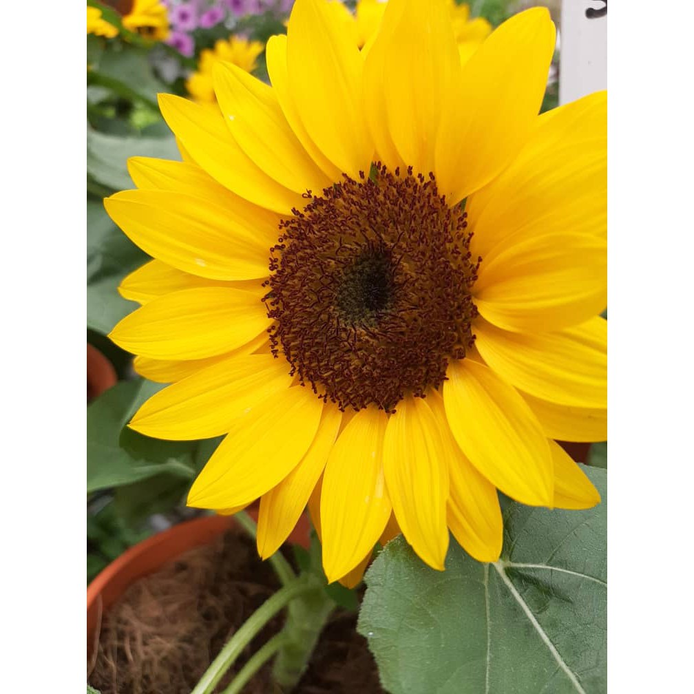 ANAK POKOK HIDUP BUNGA MATAHARI REAL LIFE LIVING PLANT BEAUTIFUL ...