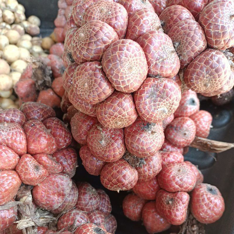 Buah asam kelubi/asam paya segar 500 gram | Shopee Malaysia