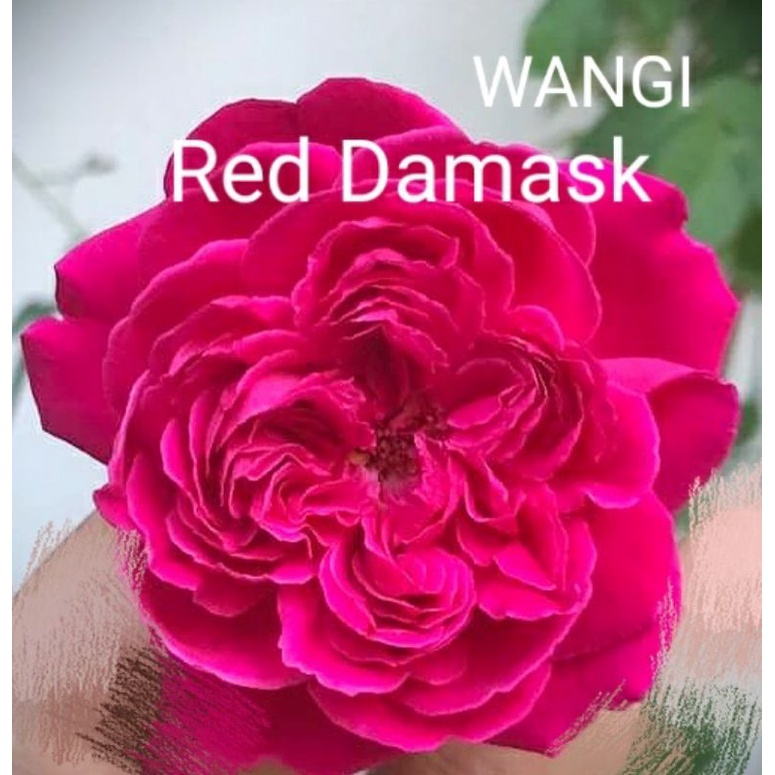 pokok ros berID, pokok ros tahan panas ready stock ros kampung, english rose, ros ID, bunga ros ...