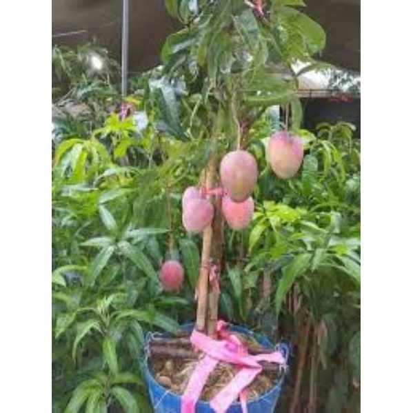 Pokok mangga epal merah hybrid | Shopee Malaysia