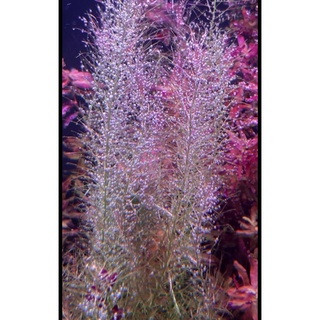 Mayaca sp."Santarem Red" (rare) 8 stem submersed (AquaticLifeShop ...