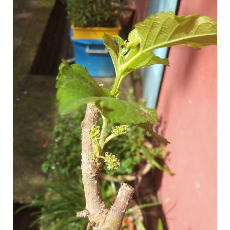 Anak pokok mulberry atau malberi buah jenis besar dan cepat berbuah ...