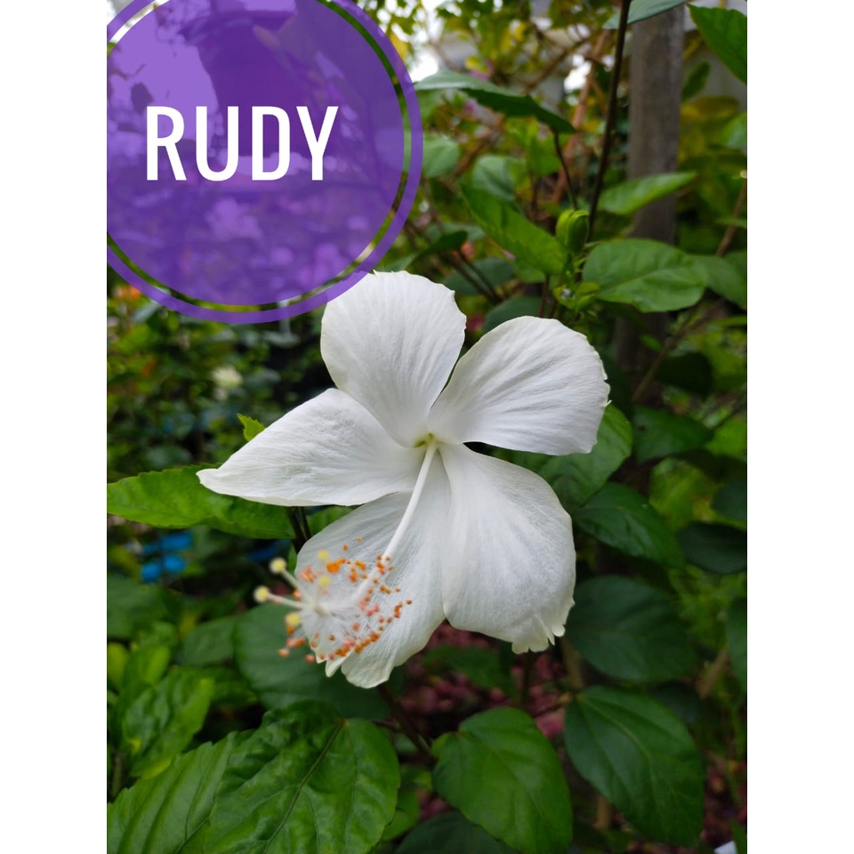 RUDY Anak Pokok Bunga Raya Kampung | Shopee Malaysia