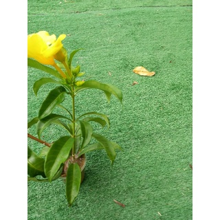 anak pokok bunga kuning/bunga allamanda/ bunga loceng (no urgent order ...