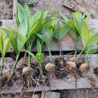 Anak pokok pinang kampung | areca palm | catechu | betelnut | palma ...