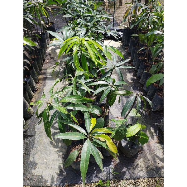 Mangga Epal / Pokok Mangga Epal | Shopee Malaysia