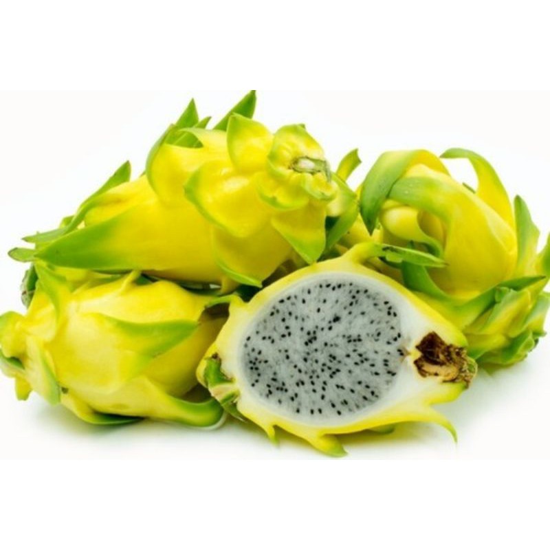 Pokok Naga Kuning (yellow dragon fruits plants) | Shopee Malaysia