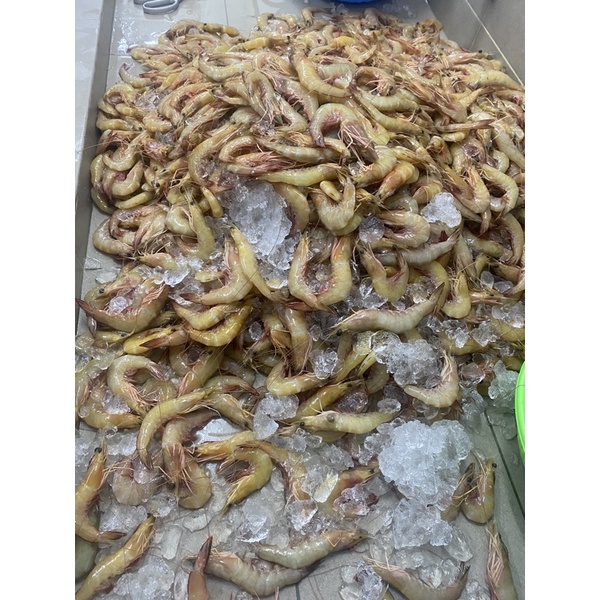 Pulau Ketam SEA PRAWN/ UDANG LAUT BESAR [SIZE A/B] FRESH FROZEN LOCAL ...