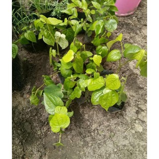 pokok sireh kampung. | Shopee Malaysia