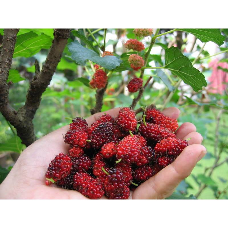 POKOK HIDUP MULBERRY HYBRID | Shopee Malaysia