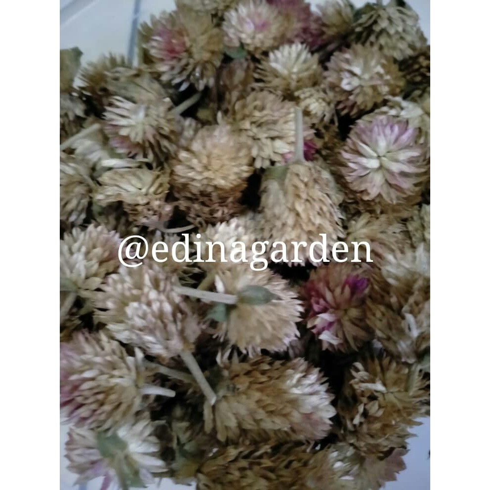 Biji benih bunga butang (mixed color purple, pink ,putih) | Shopee Malaysia