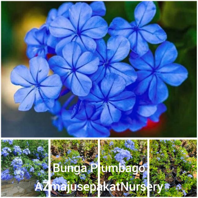 AZ Anak Pokok Bunga Plumbago | Shopee Malaysia