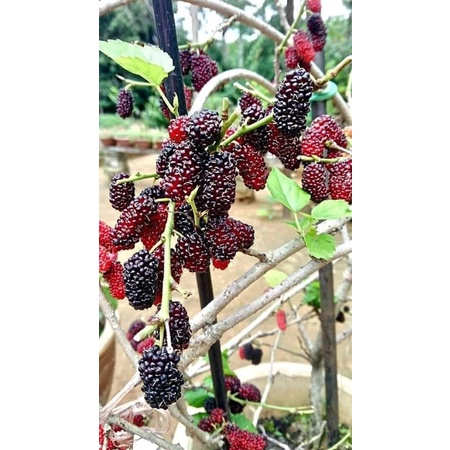 Anak Pokok Mulberry (cepat berbuah) | Shopee Malaysia