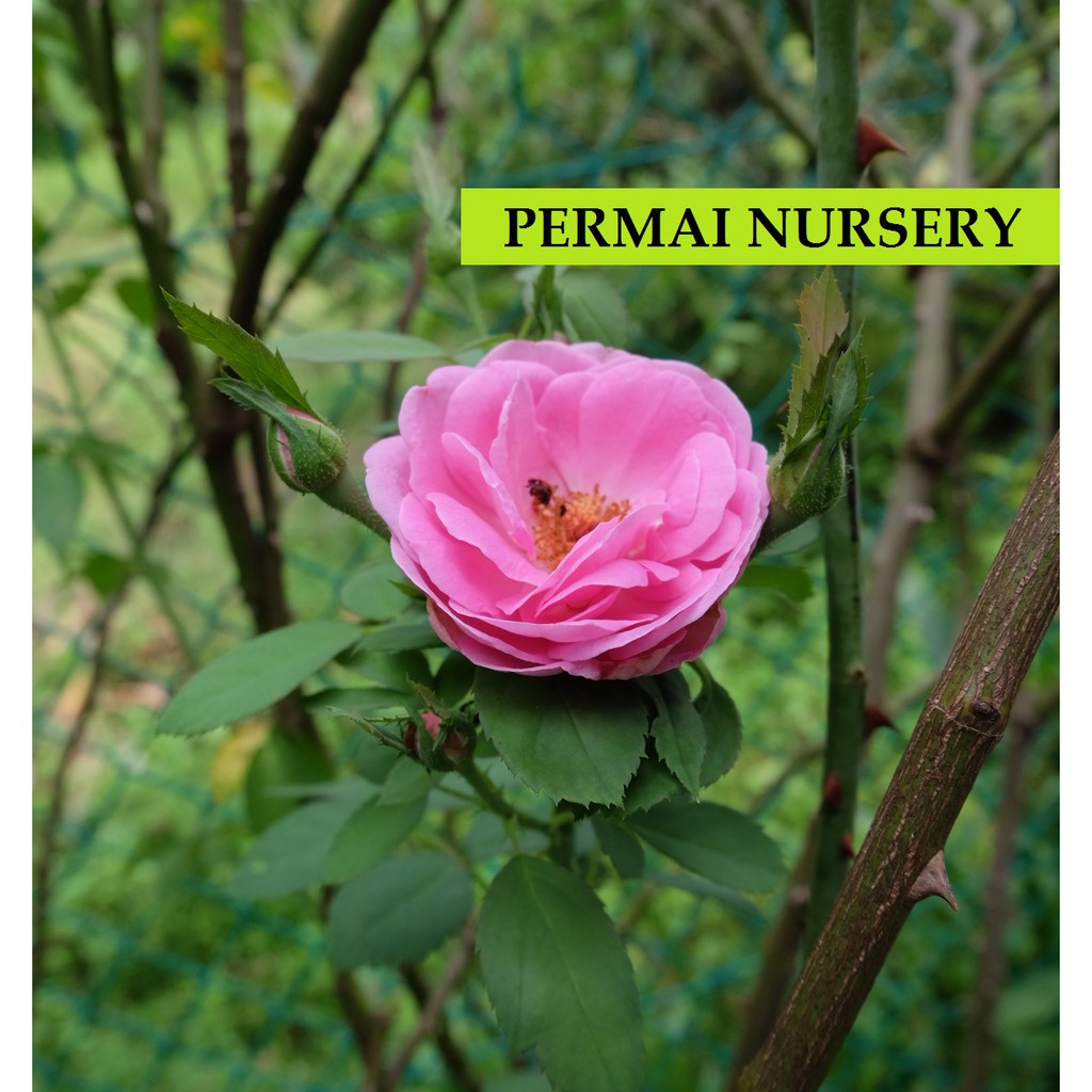 Keratan/ Anak Pokok Ros Kampung | Shopee Malaysia