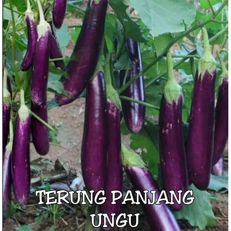 Benih Sayur Terung Sekaki/Terung Panjang Ungu | Shopee Malaysia