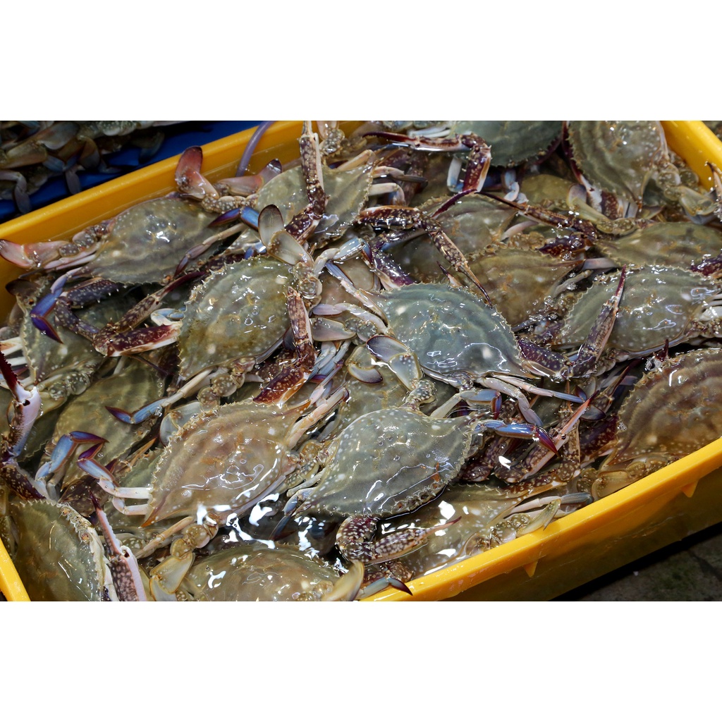 Flower Crabketam Bunga 500g Shopee Malaysia