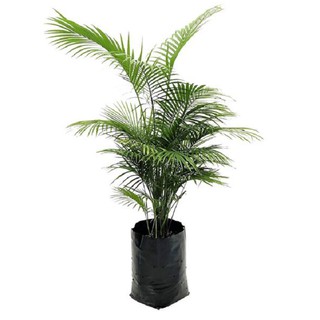 Java Palm Jawa Palm Areca Butterfly Cane Palm Real Plants Live Plants ...