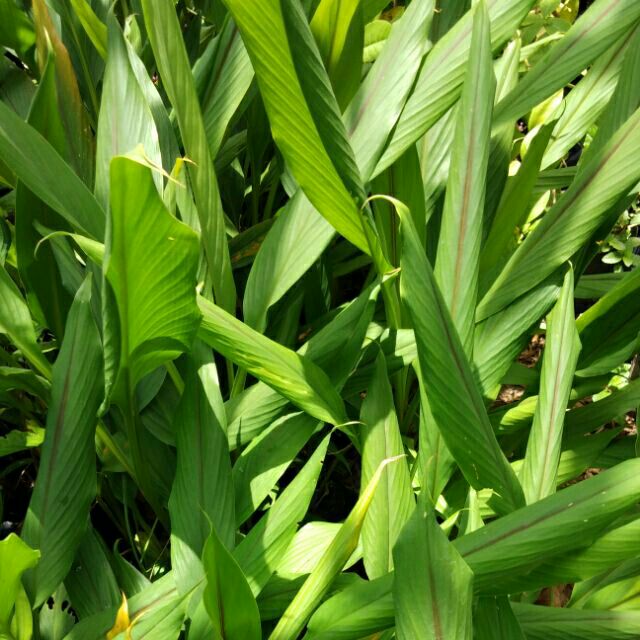 Pokok temu pauh(2 polibag) | Shopee Malaysia