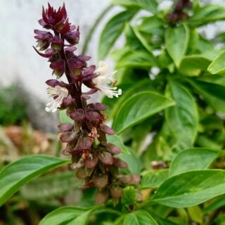 Anak Pokok Selasih (Basil) | Shopee Malaysia