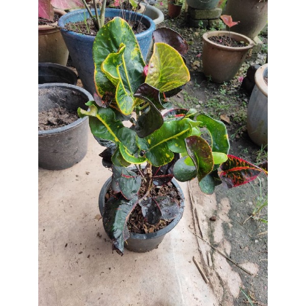 Pokok Puding Daun 3 Color | Shopee Malaysia