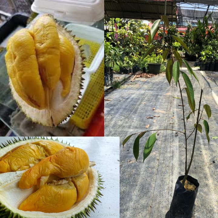 ANAK POKOK DURIAN IOI KAHWIN (HYBRID) DALAM POLIBEG!! FAST SHIPPING ...