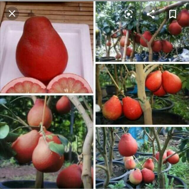 Pokok Limau Bali Vietnam ( Isi Merah) | Shopee Malaysia