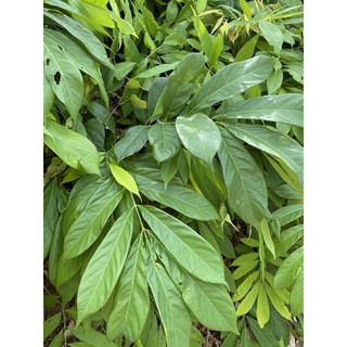 pokok tuba akar tuba batang tuba cukup tua | Shopee Malaysia